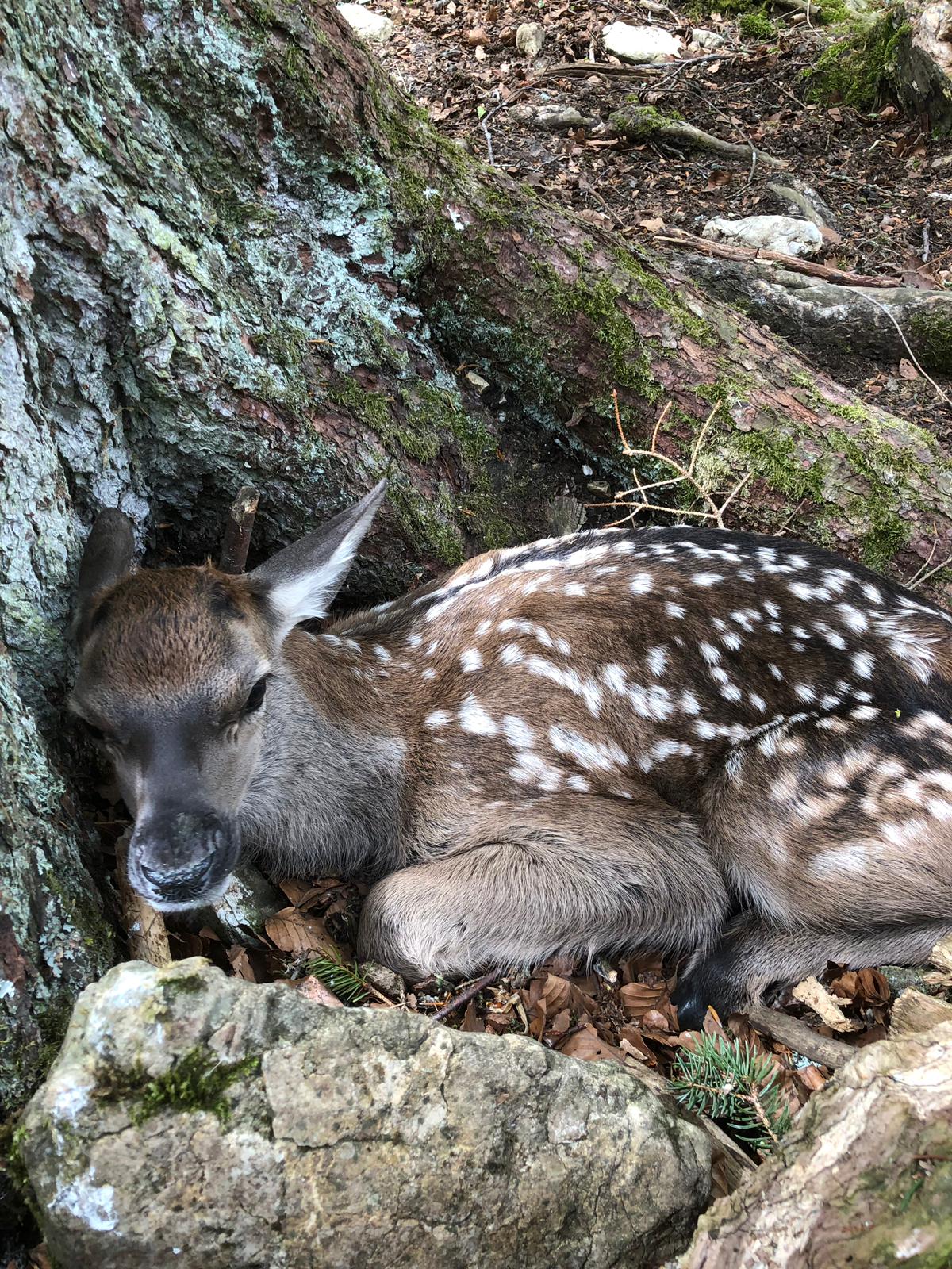 Naissance d'un faon - Juraparc