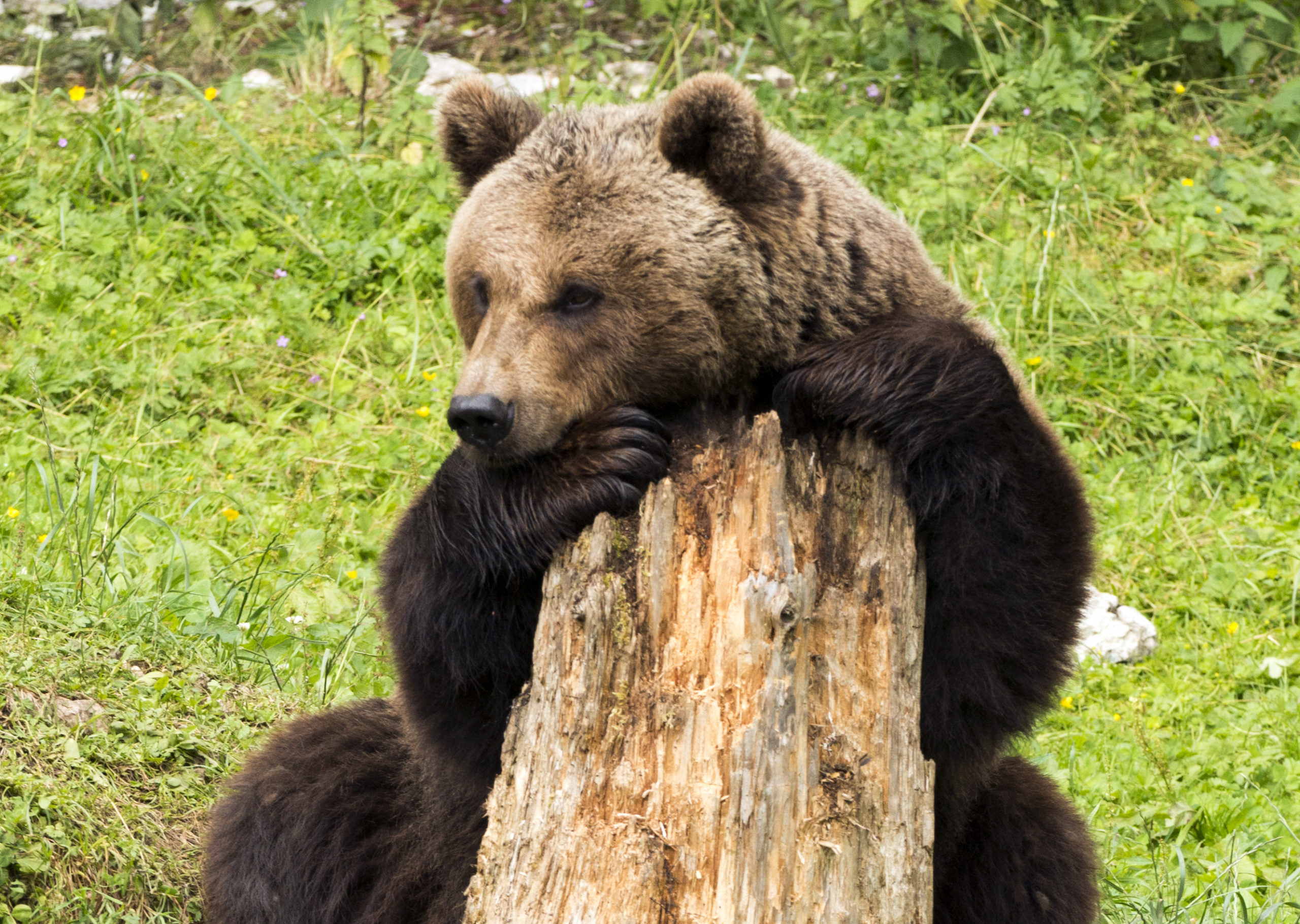 Hommage à Ursina - Juraparc